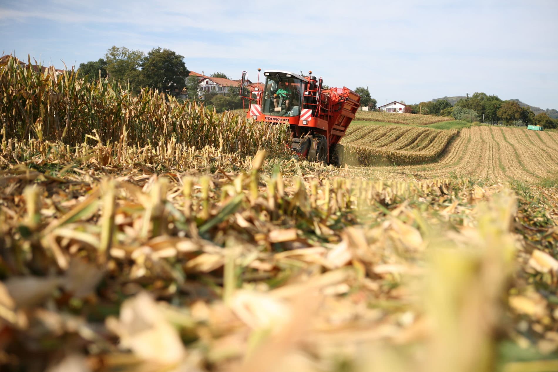 La filière française de production de semences de maïs, ses missions ...
