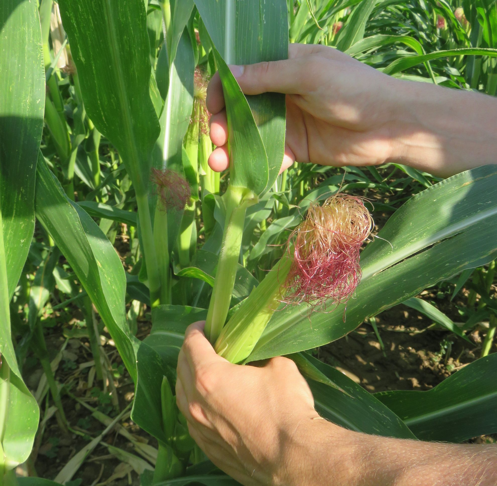 Crop Inspection 2020